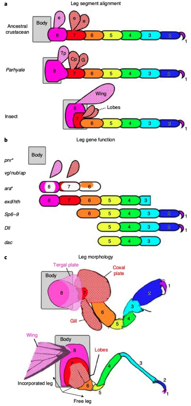 Origine des ailes chez les insectes : le mystère en partie dévoilé
