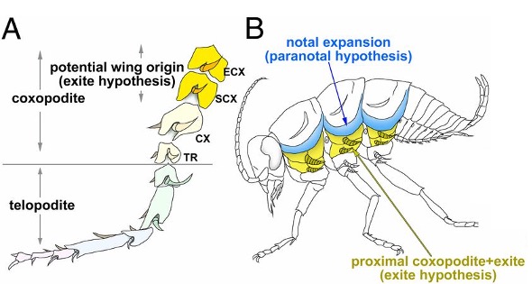 Origine des ailes chez les insectes : le mystère en partie dévoilé