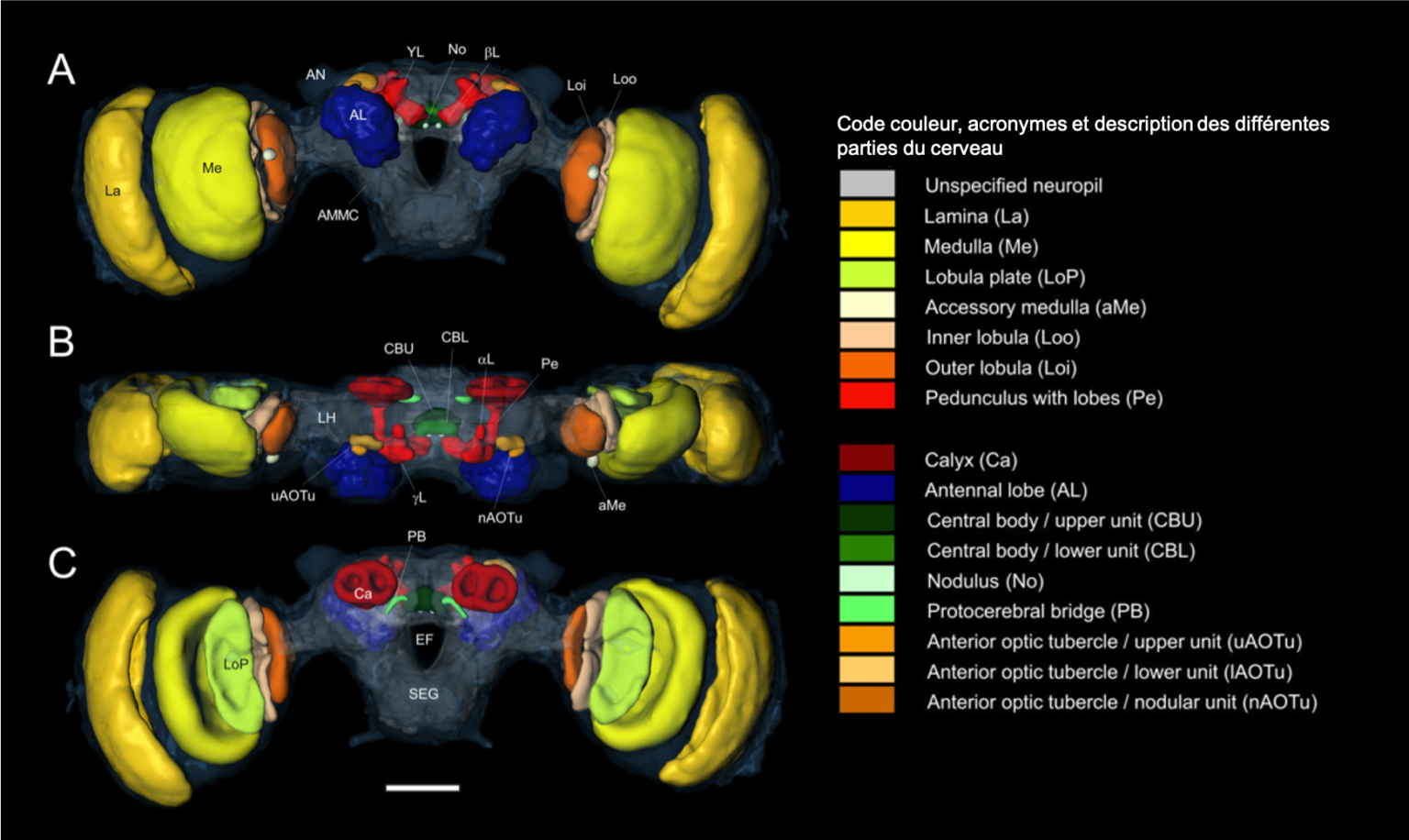 Le cerveau des insectes - Passion-Entomologie