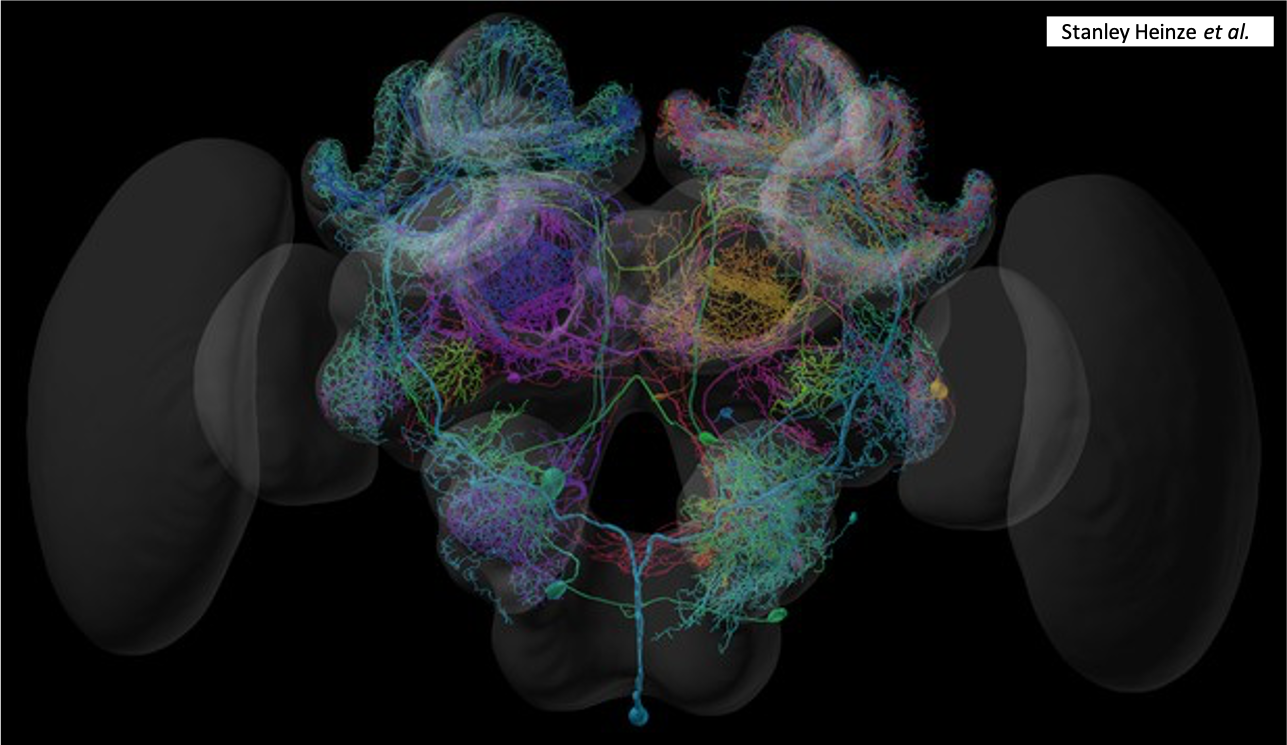 Le cerveau des insectes