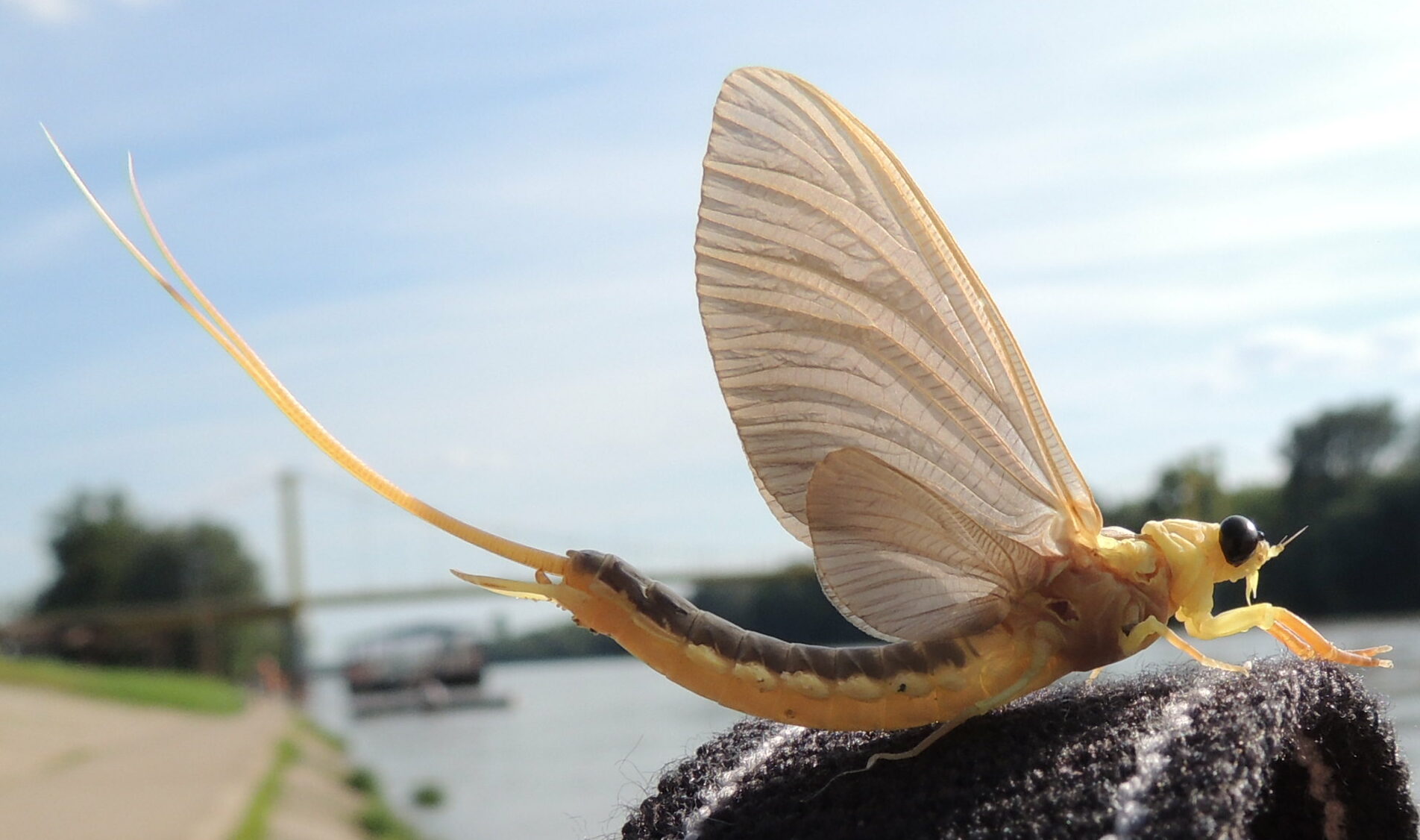 Palingenia longicauda : le plus grand éphémère d'Europe