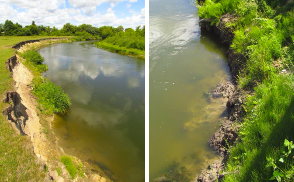 Palingenia longicauda : le plus grand éphémère d'Europe