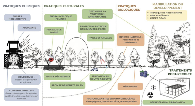 Drosophila suzukii : une petite mouche pas si innocente