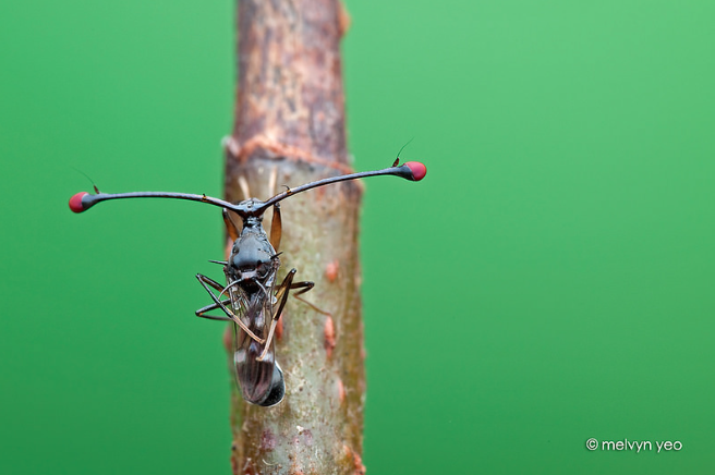Les mouches Diopsidae : des yeux loin perchés