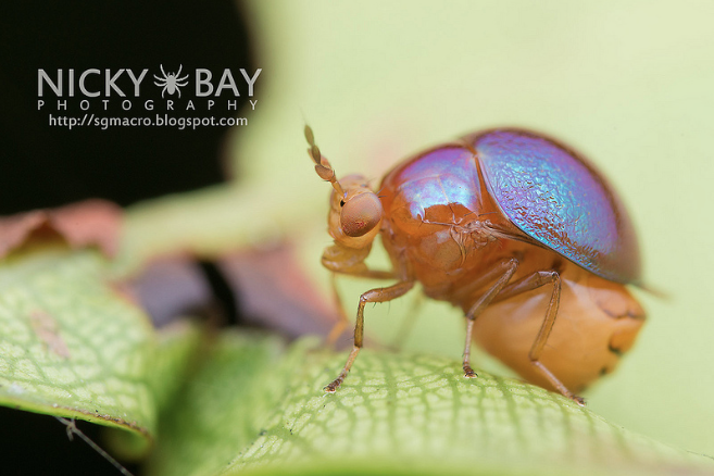 Diptera Celyphidae: when flies mimic Beetles