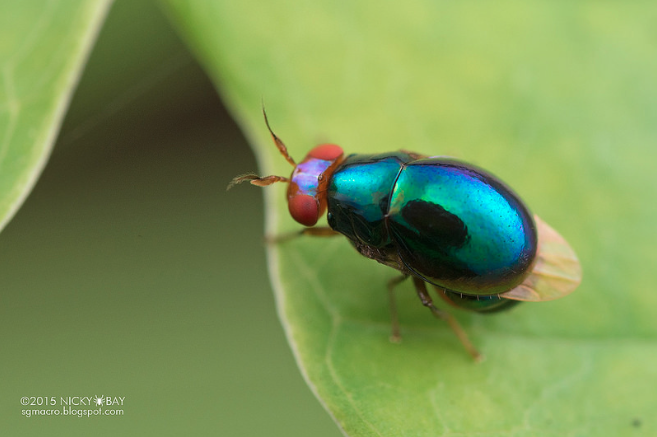 Diptères Celyphidae : lorsque des mouches miment des Coléoptères